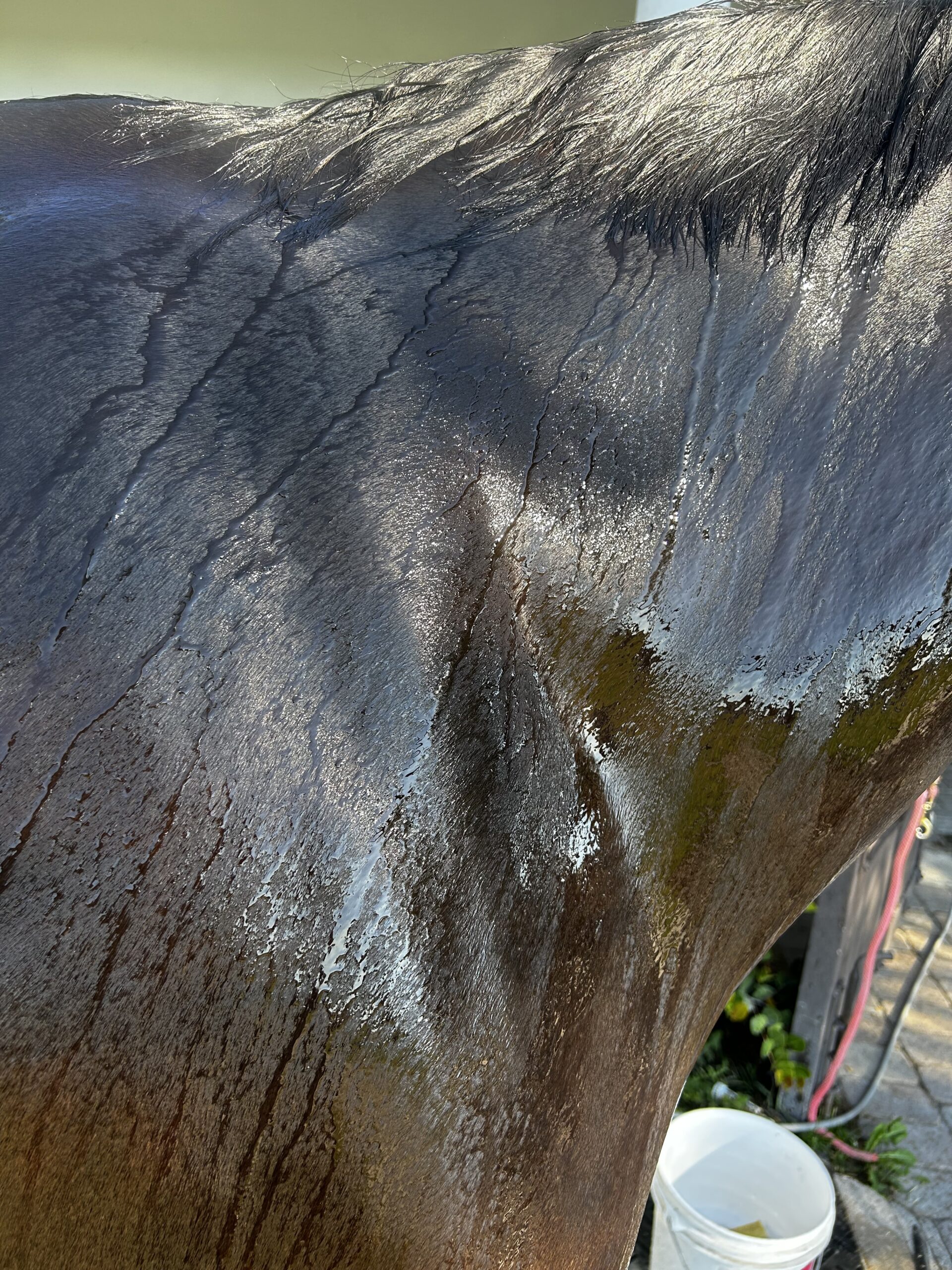 Let's Talk Sebum - horsegrooms.com