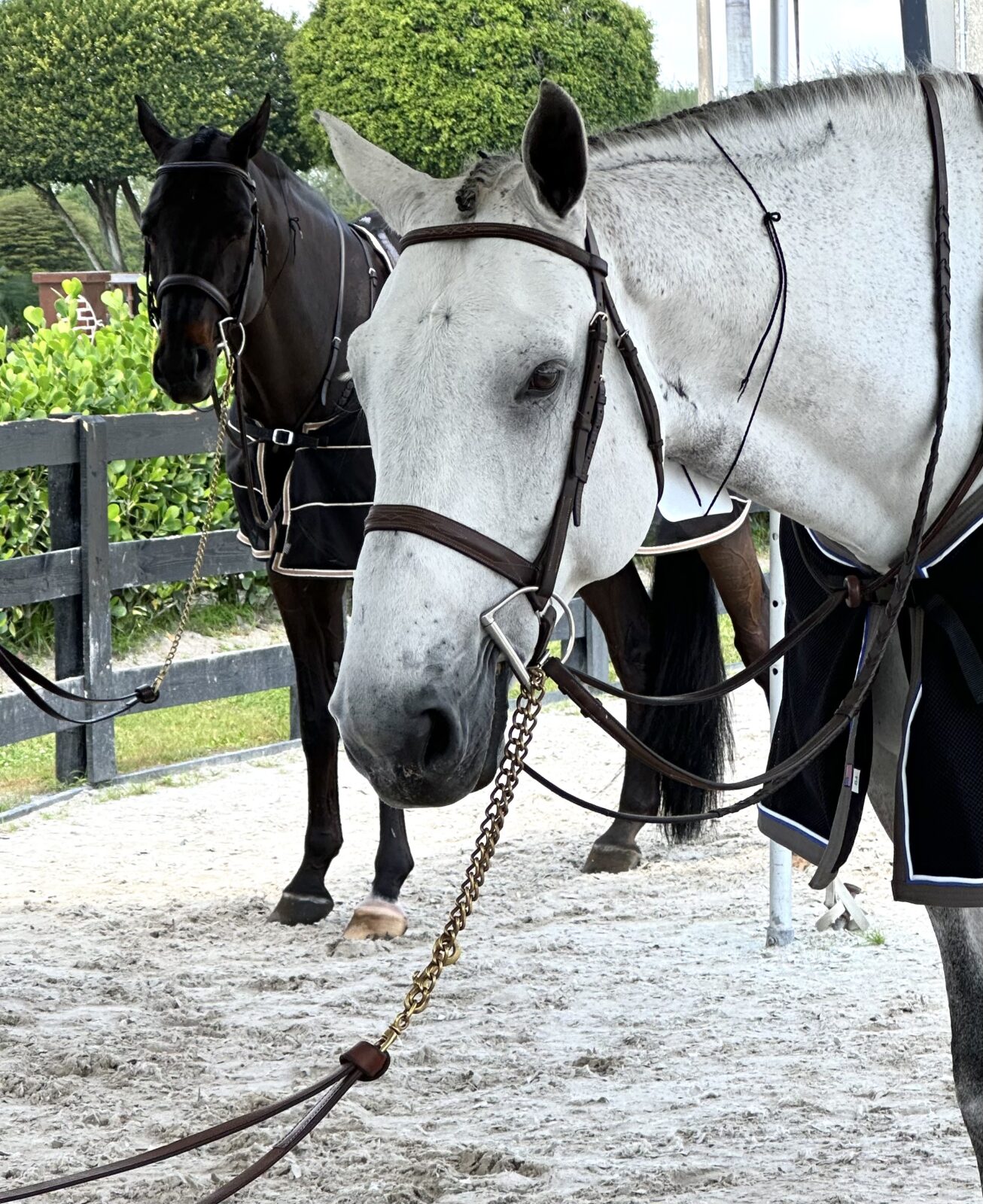 The "Leading" Question - horsegrooms.com