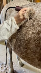 Equine Clipping 101: Intro to Body Clipping for the Beginner ...