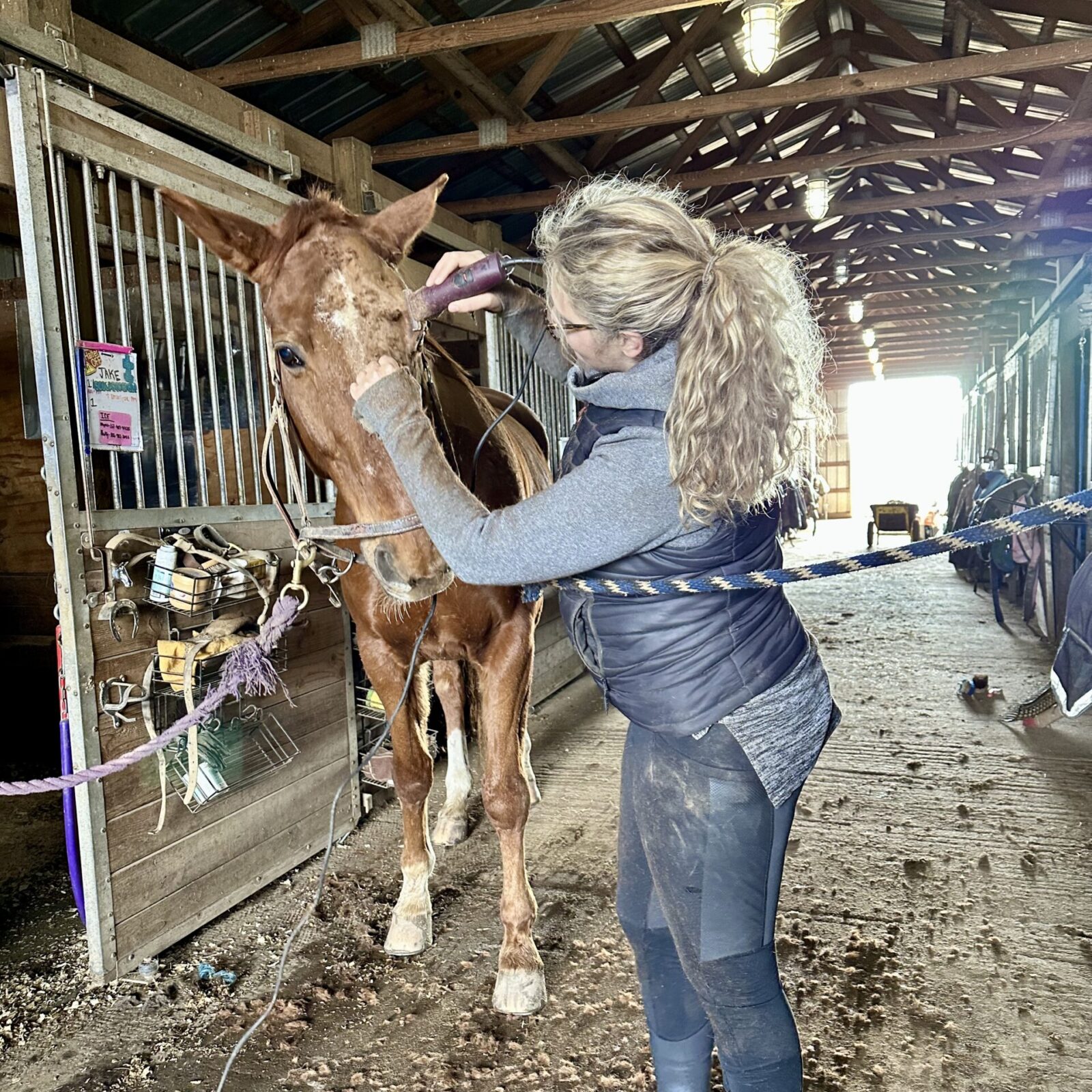 Equine Clipping 101: Intro to Body Clipping for the Beginner ...