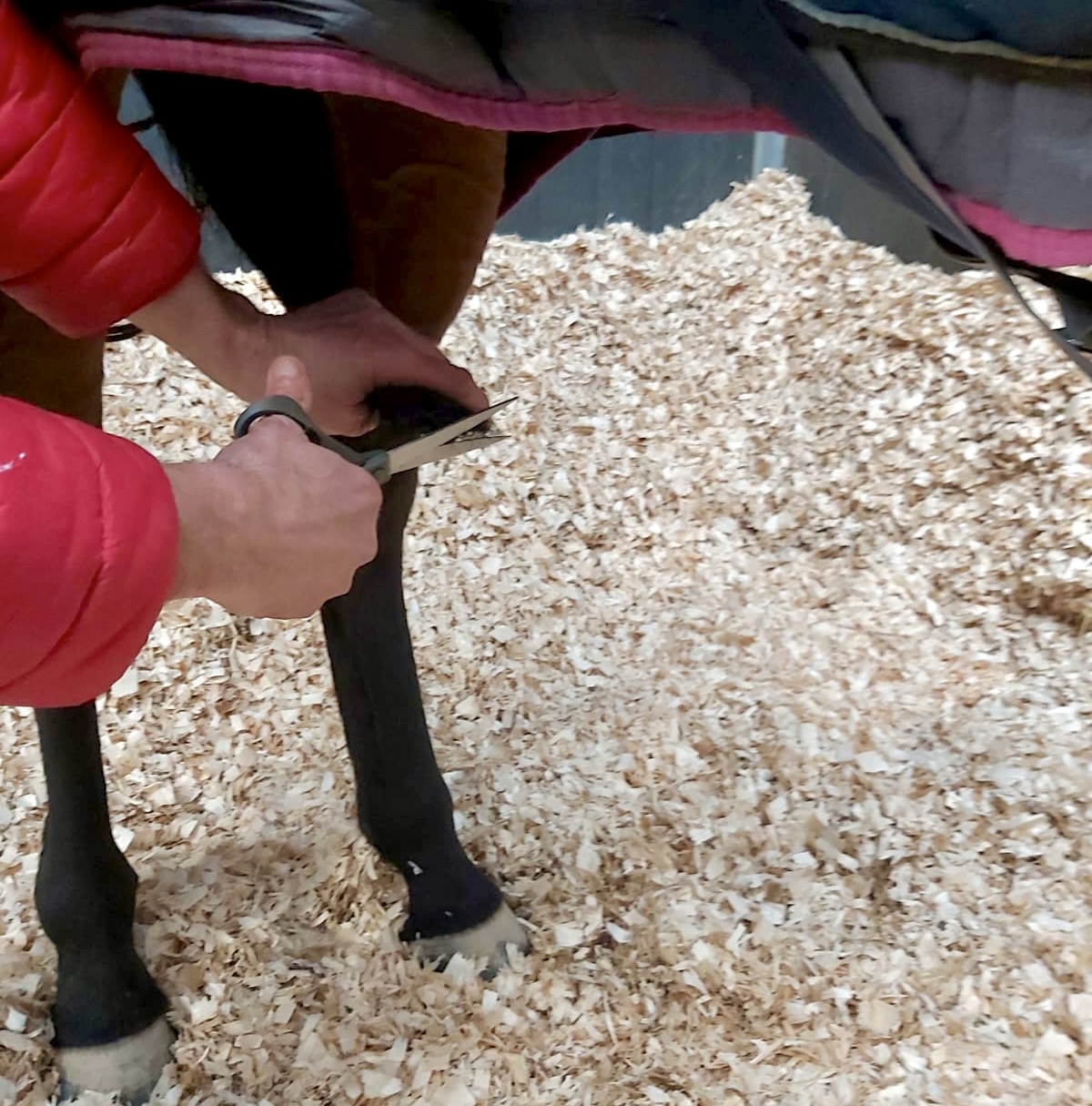 Mark Beever on His Big Star - horsegrooms.com