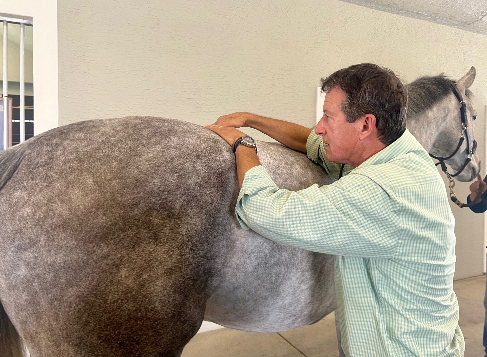 Demystifying The Equine Lameness Exam - horsegrooms.com