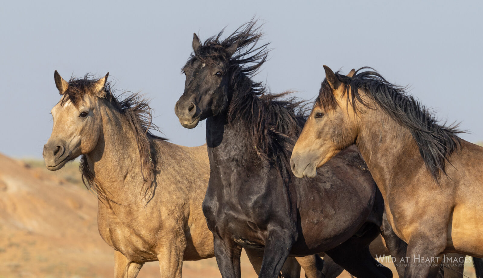 Wild Horses Still Run Free in America, But They Need Your Help ...