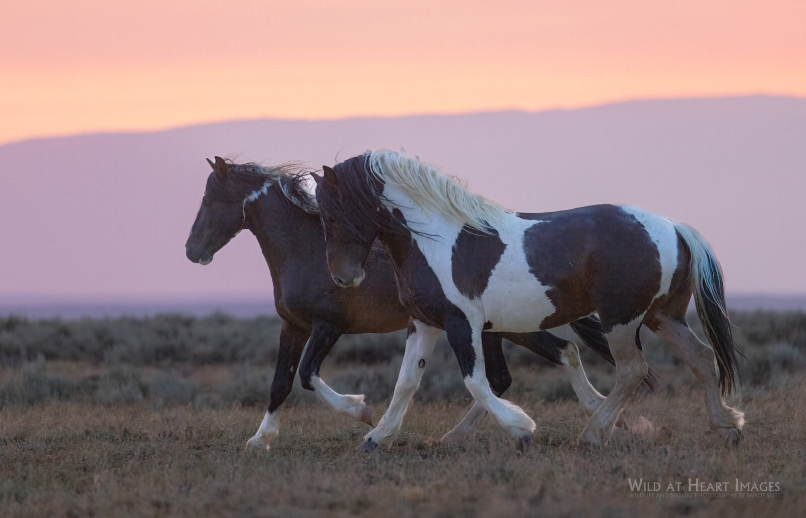 Wild Horses Still Run Free in America, But They Need Your Help ...