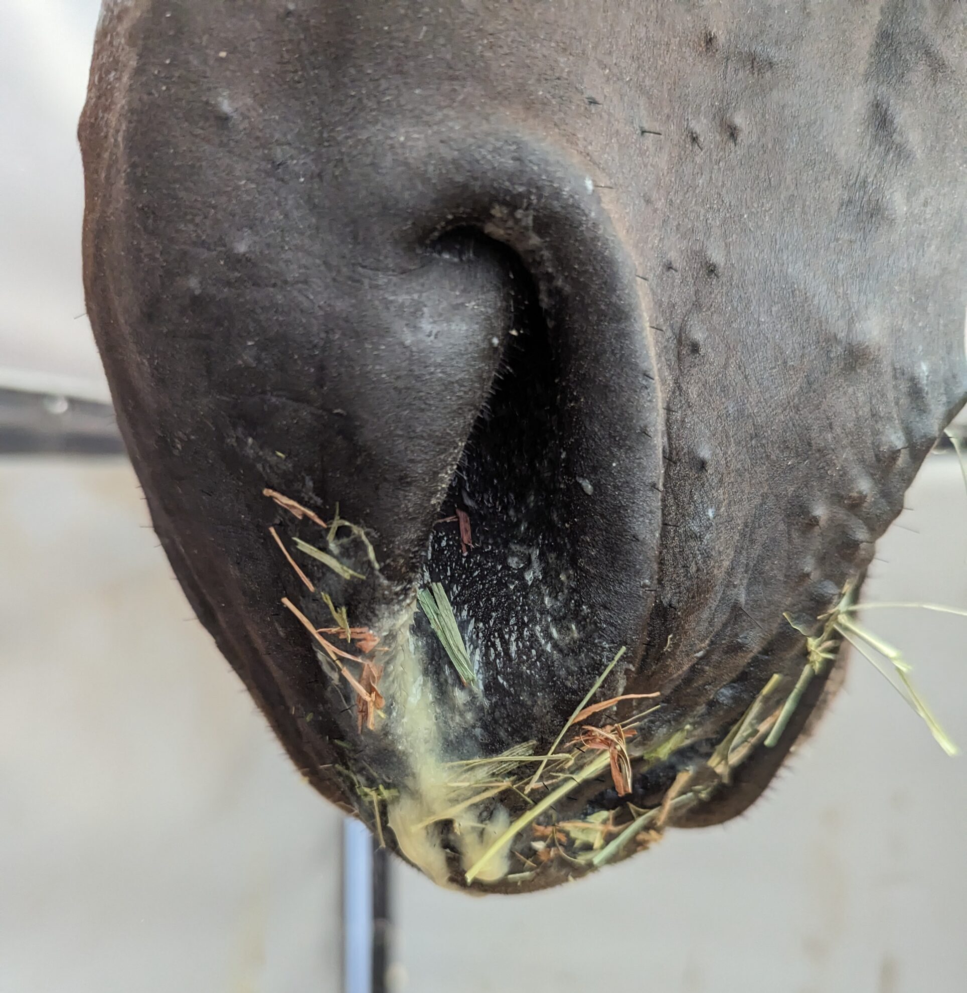 Don’t Piss Off Your Vet: Inflammation vs Infection - horsegrooms.com