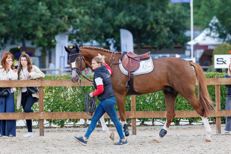 Sanne Melsen: The Showgroom Behind Belgian Superstar Stallion Ermitage ...