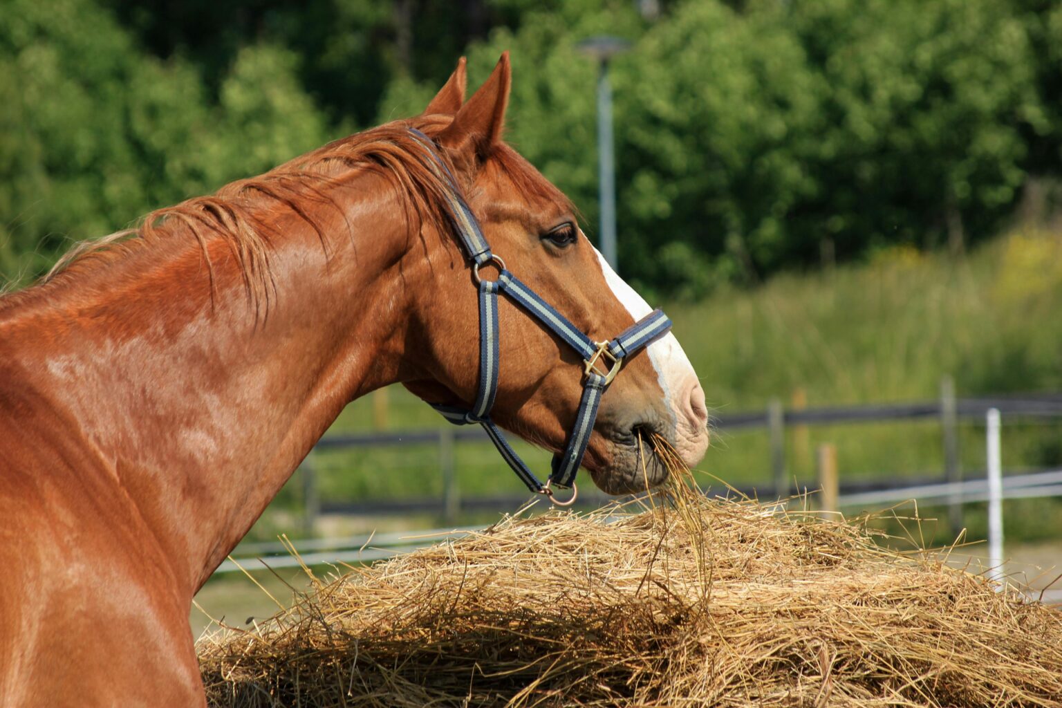 Expert Insights: The Different Types of Horse Feeds Explained ...