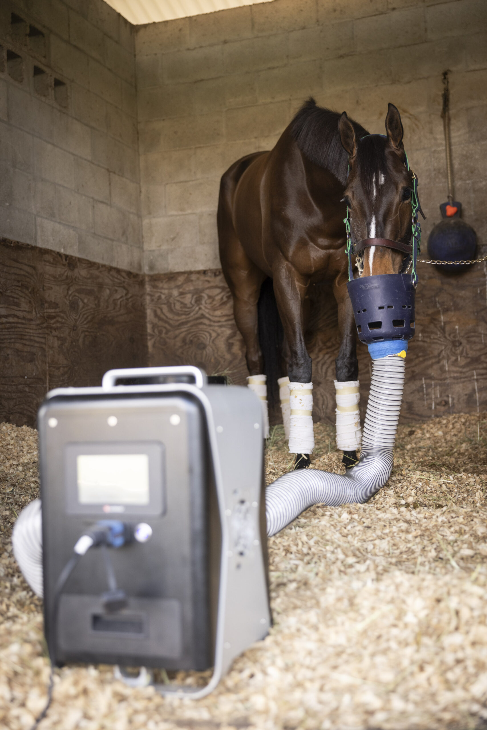 Salt Therapy: Helping Horses Breathe - horsegrooms.com