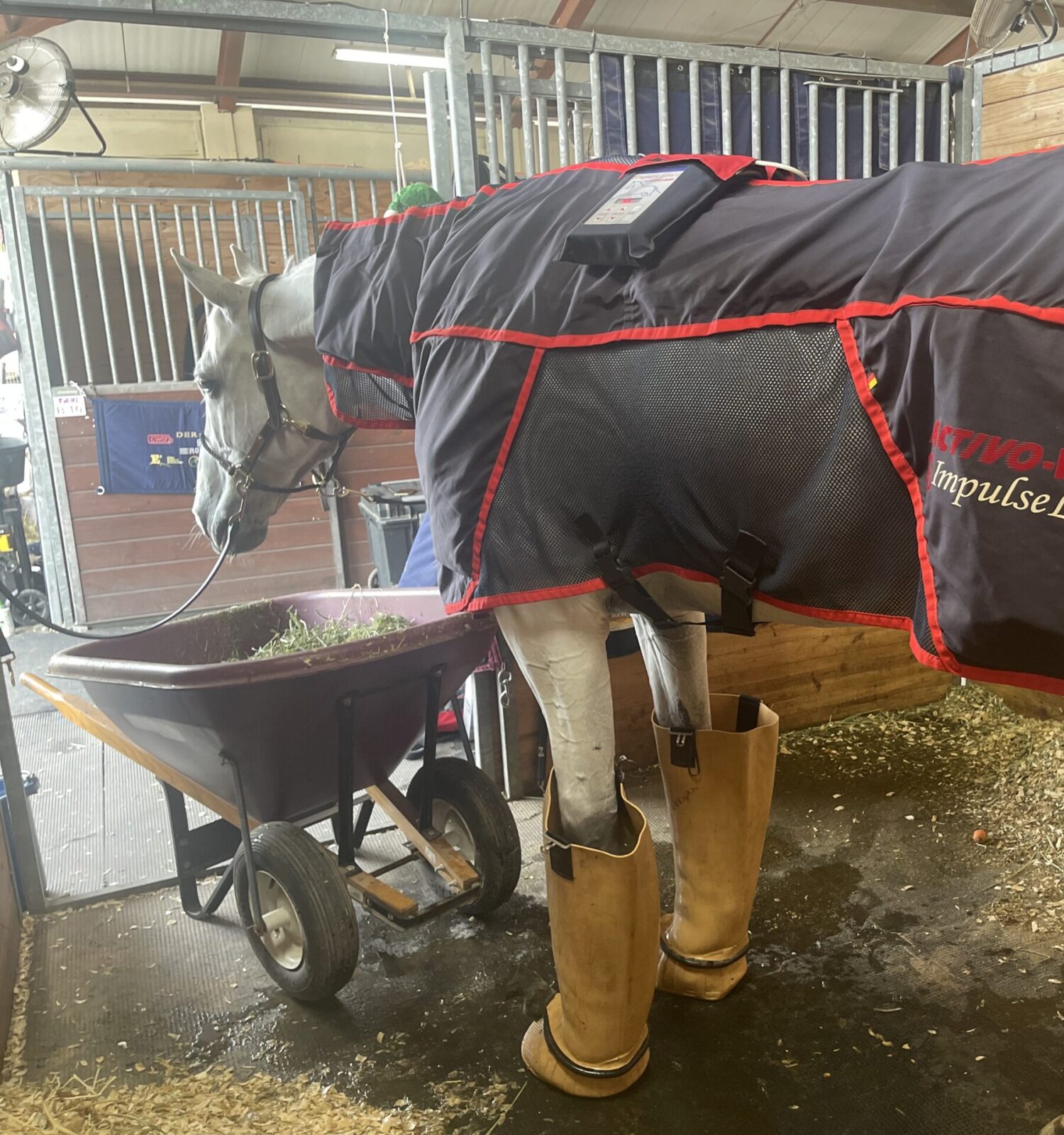 Step Inside The Barn With: Corentin Tual - horsegrooms.com