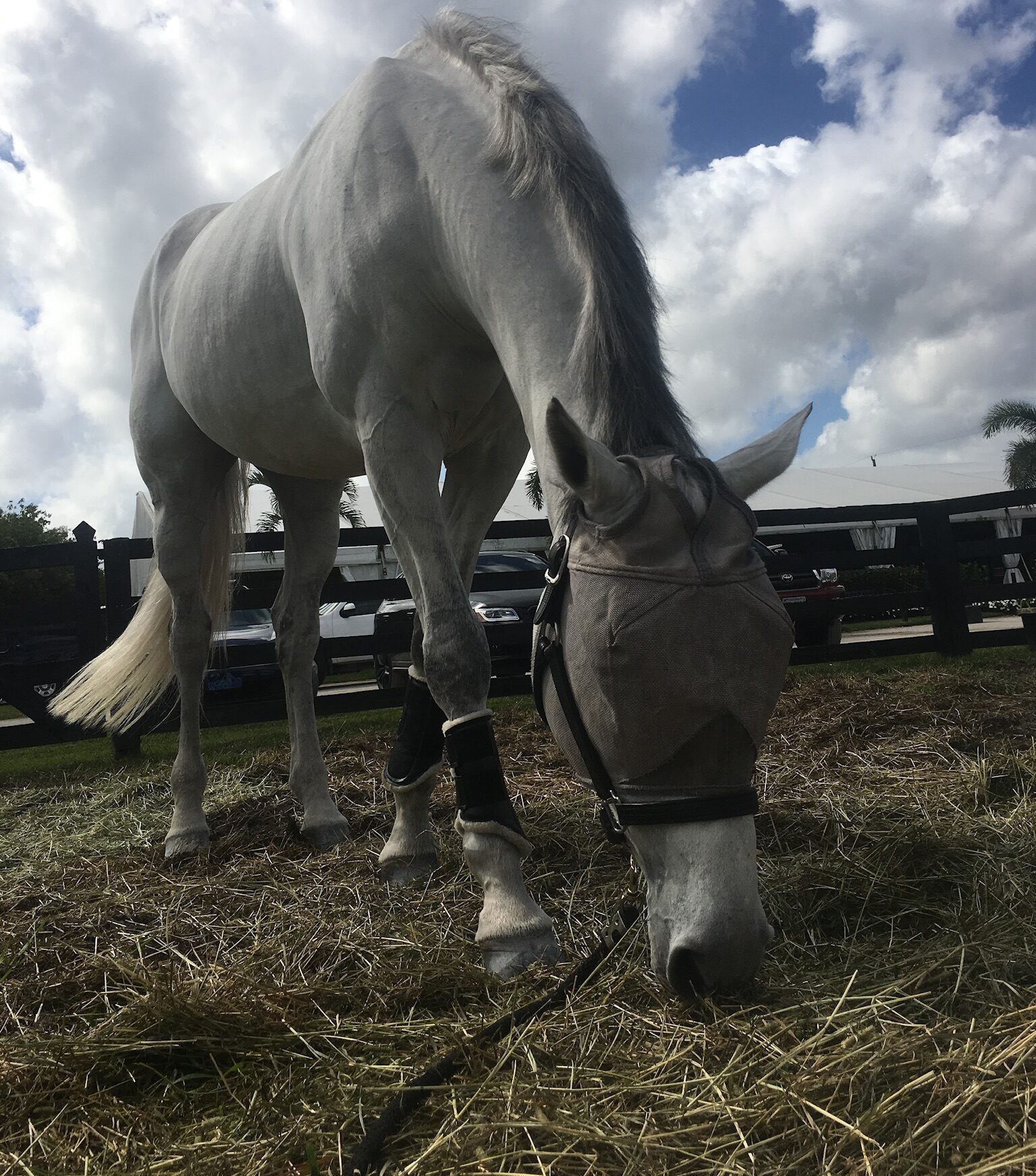 Tips for Managing Your Injured Horse on Stall Rest - horsegrooms.com