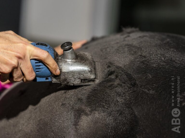 The Ritual of Body Clipping - horsegrooms.com